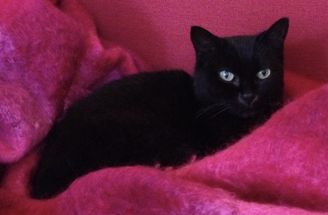 How to keep your cats safe | East Croydon Community Organisation