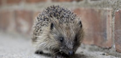 Report sightings of London’s hedgehogs to help them survive | East ...