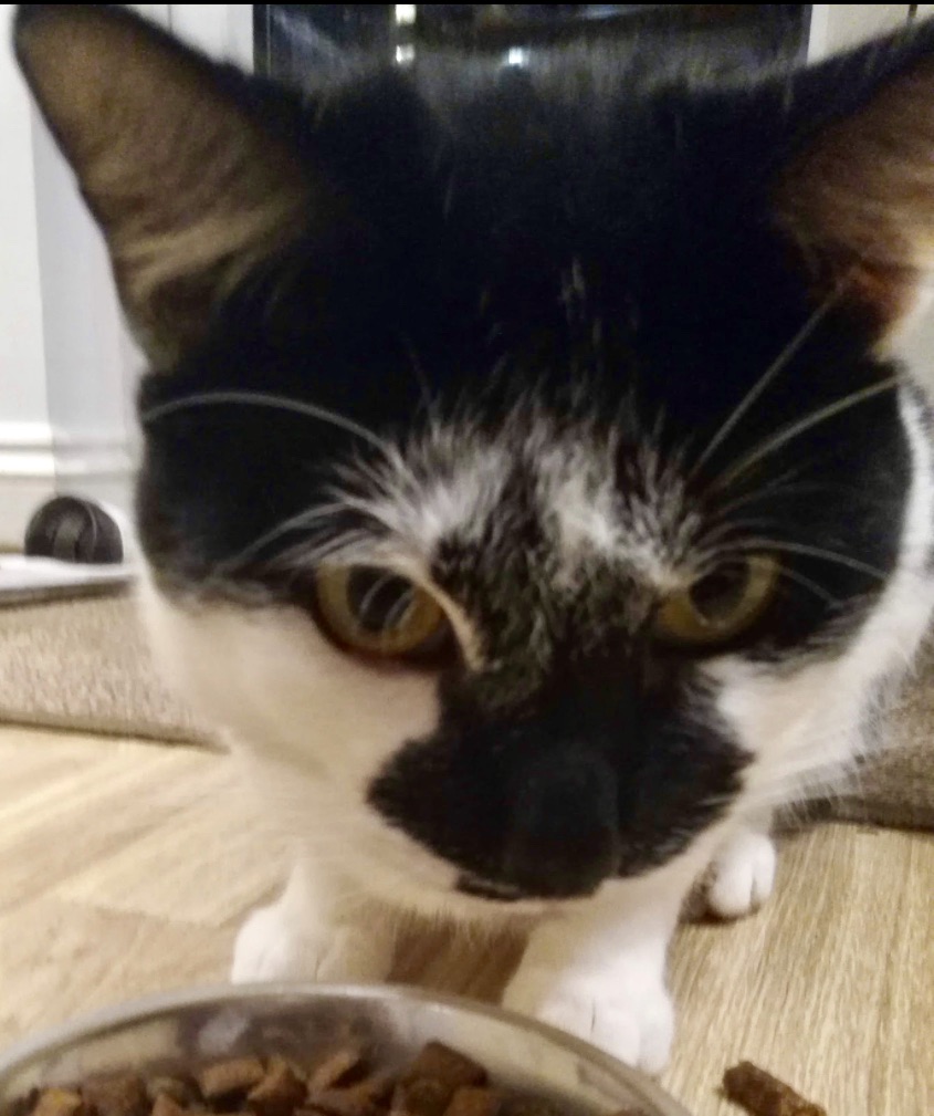 Milo the cat missing from Freemasons Road @MissingPetsGB | East Croydon ...